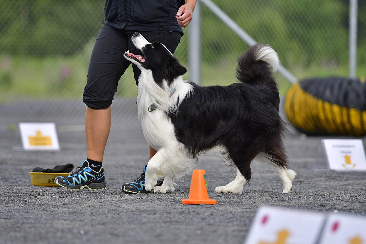 Opi lisää rally-tokosta! - Valmiit videomateriaalit opiskeluun